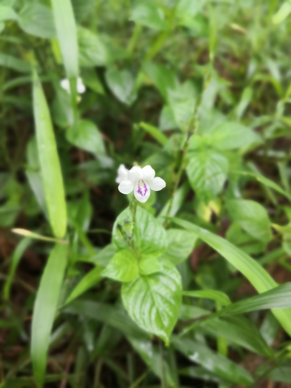Seletar Airport, Rower’s Bay, Coney Island and Punggol Waterway – Bike ...